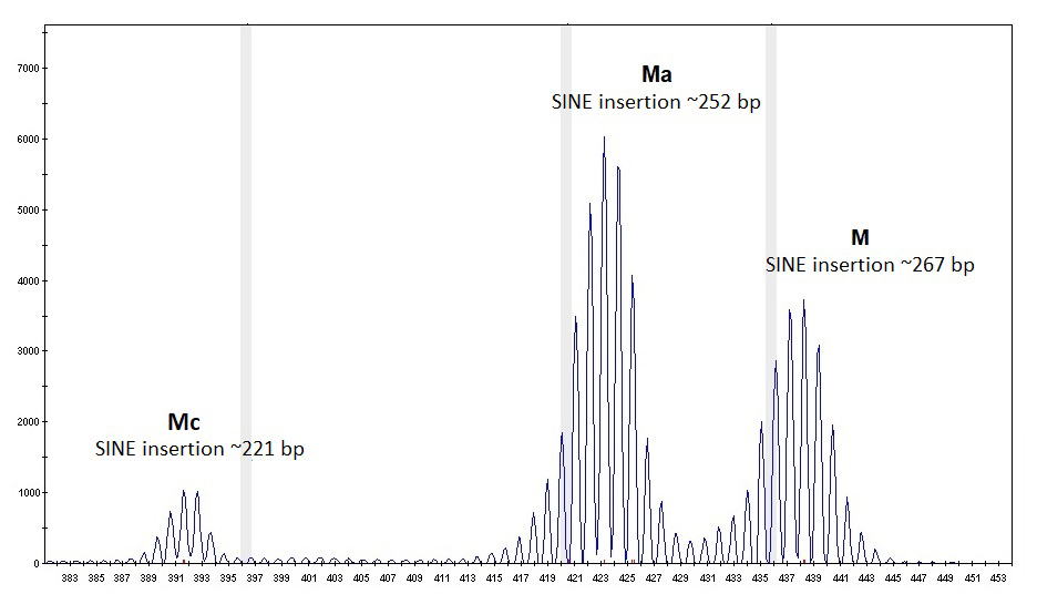 Story of Merle - SINE Insertion from Mc - Mh